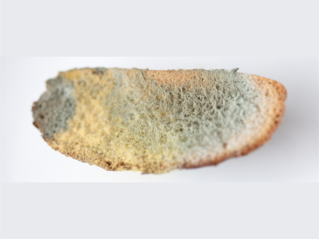 Shelf Life 2: The internal factors | Bakery Academy